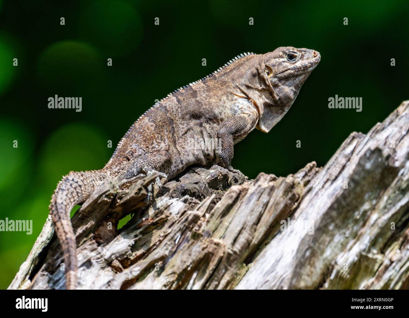 A Black Spiny-tailed Iguana (Ctenosaura similis) on top of a dead tree ...