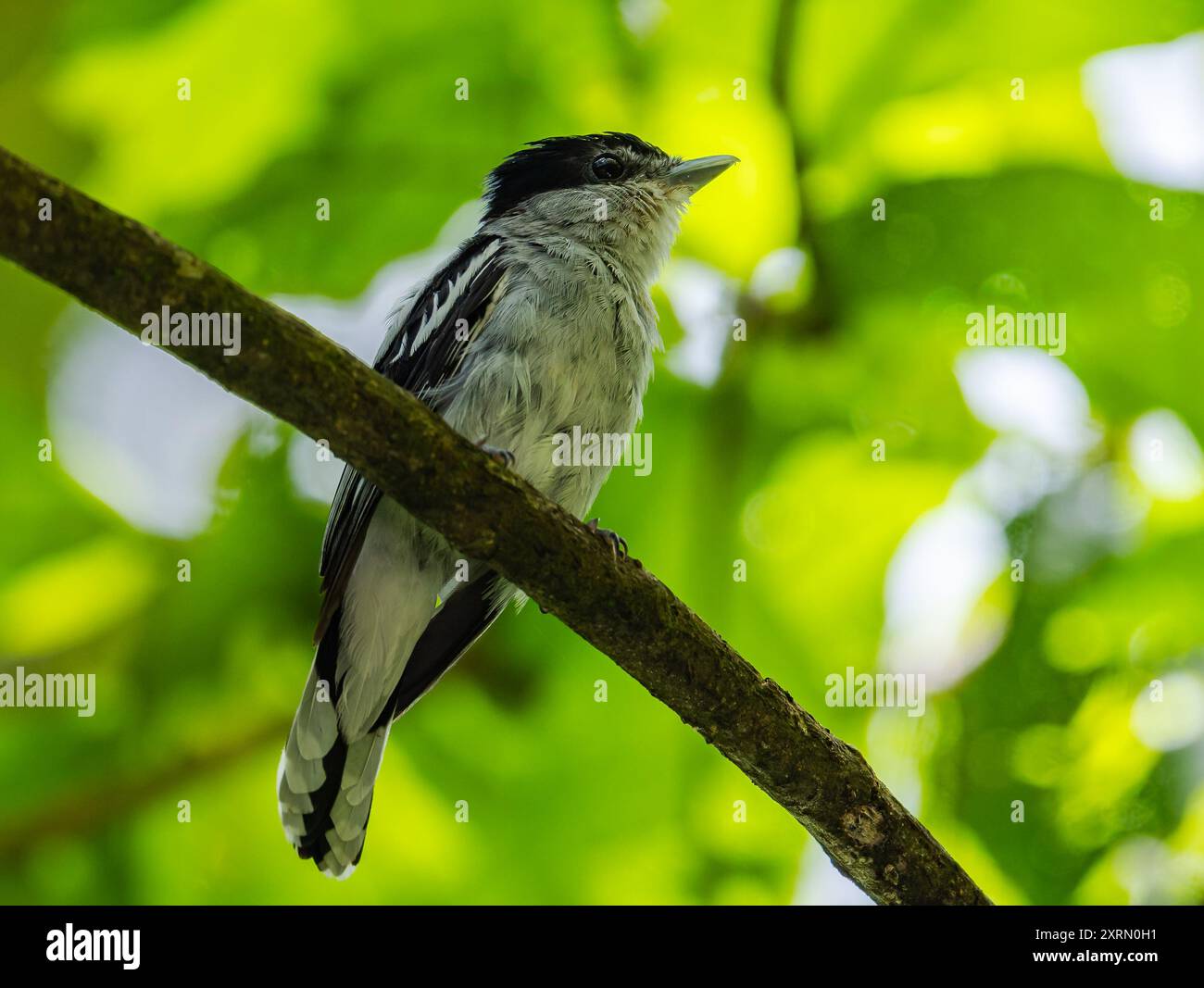 Pachyramphus major hi-res stock photography and images - Alamy