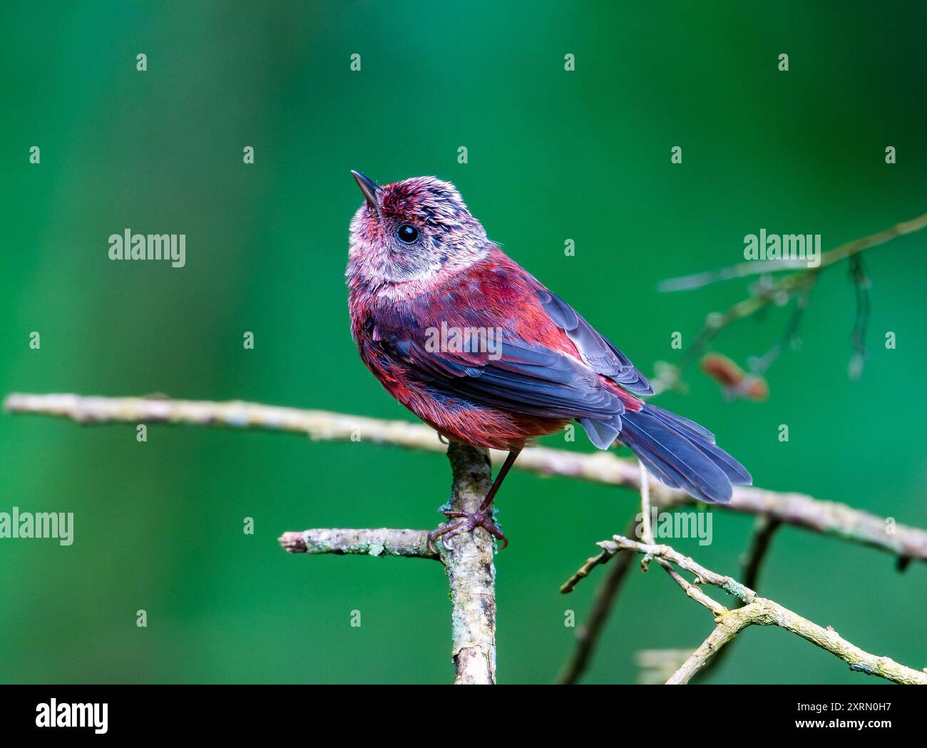 Pink headed warbler cardellina versicolor hi-res stock photography and ...