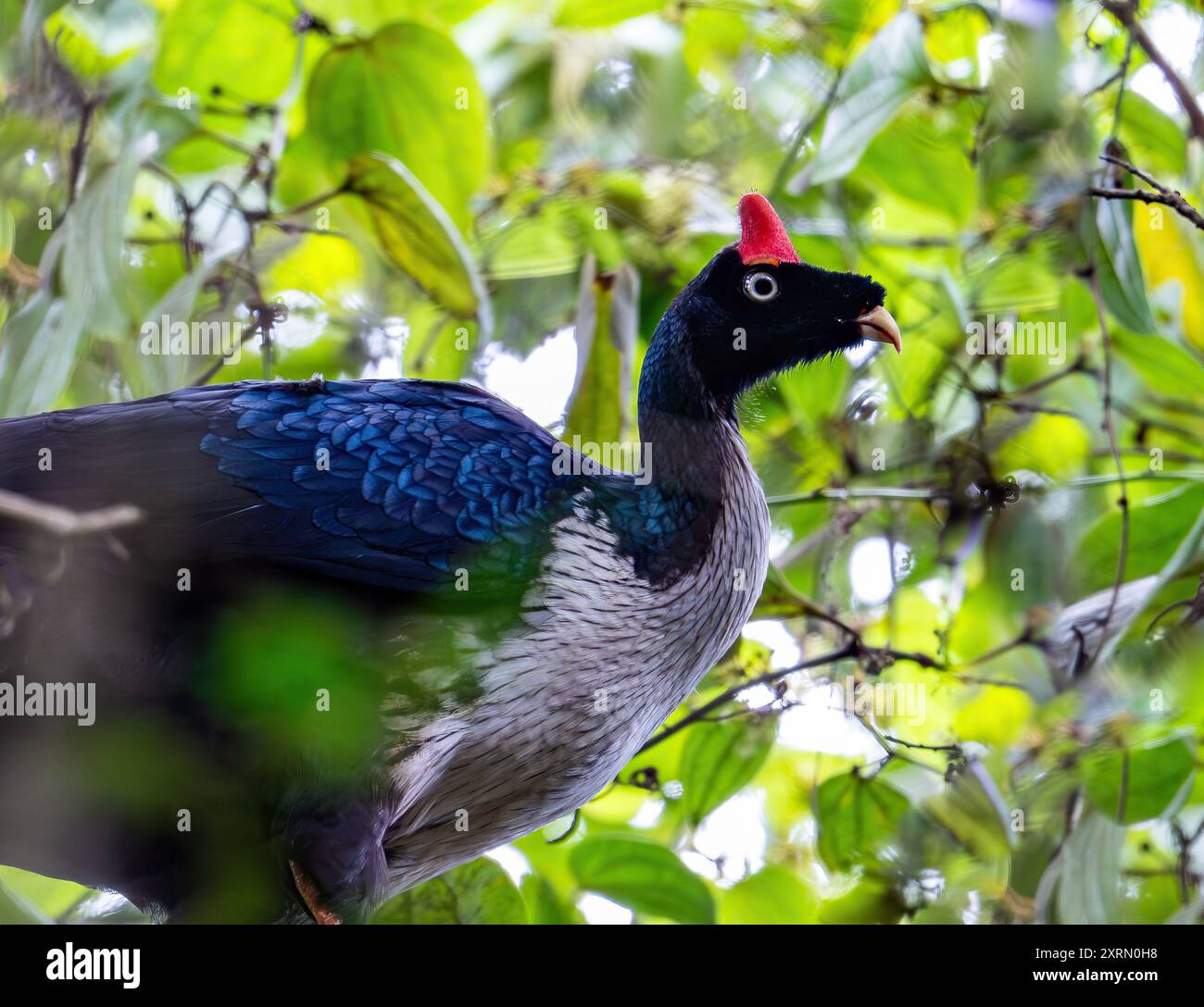 A male Horned Guan (Oreophasis derbianus) on a tree in forest ...