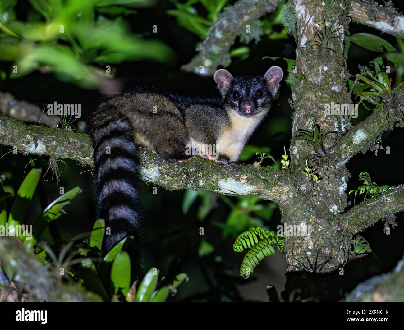 Bassariscus sumichrasti hi-res stock photography and images - Alamy
