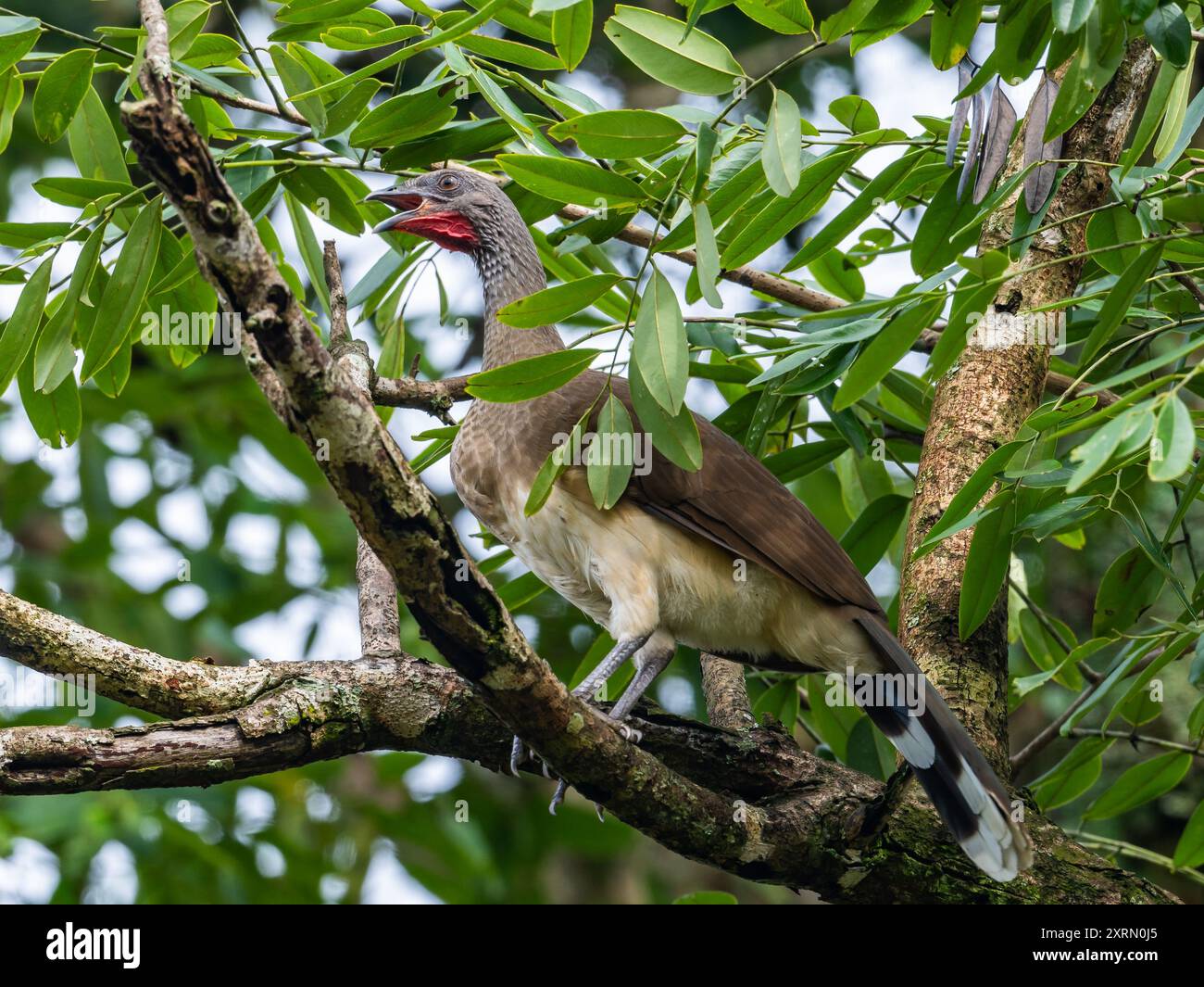 White bellied chachalaca hi-res stock photography and images - Alamy
