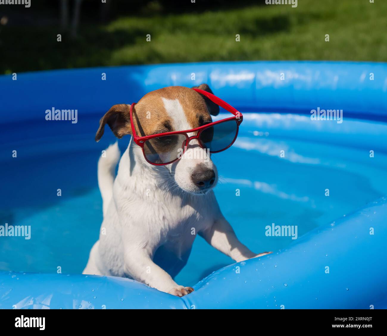 Jack Russell Terrier dog swimming in an inflatable pool Stock Photo - Alamy