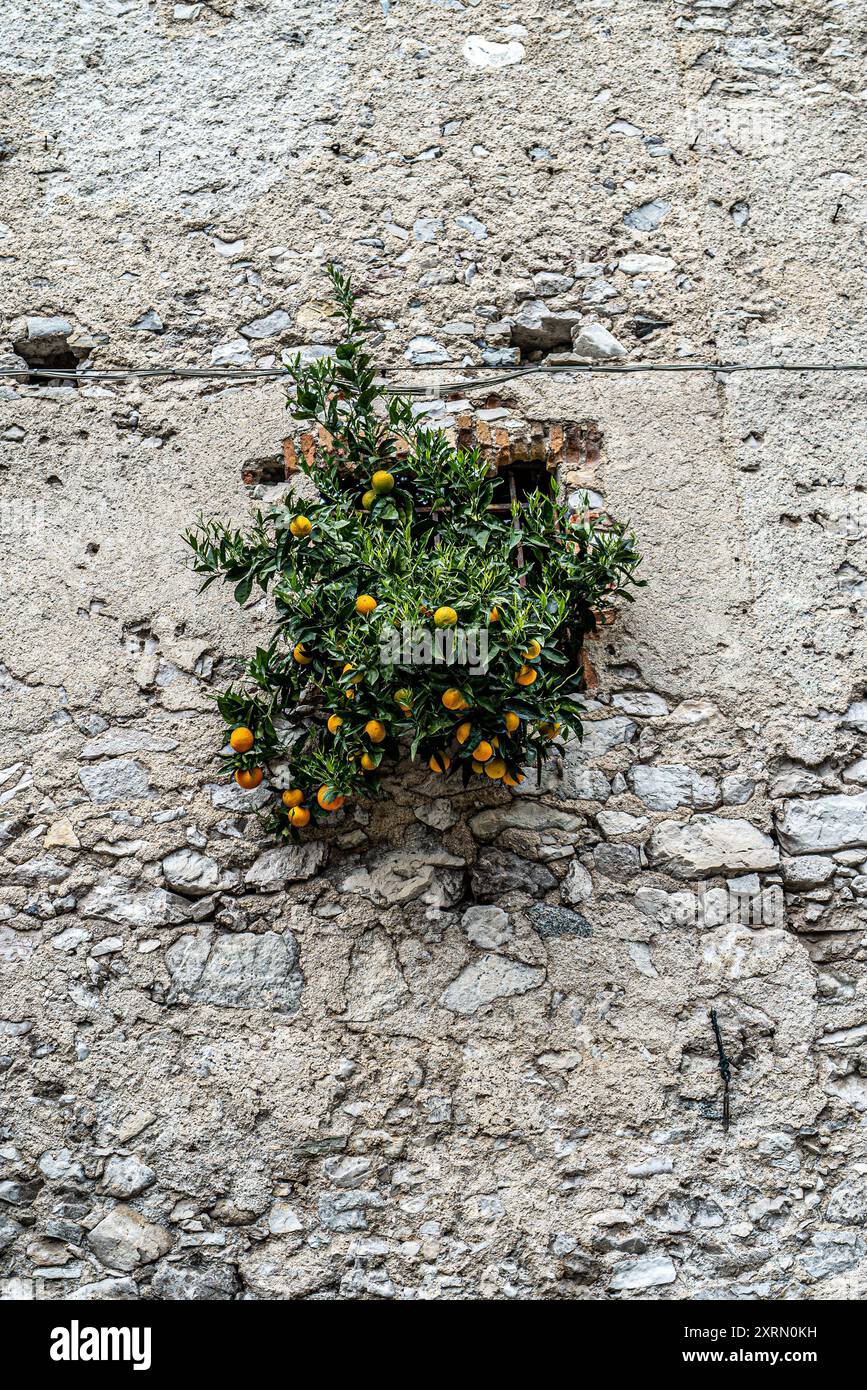 Orange tree growing out of a wall Stock Photo - Alamy