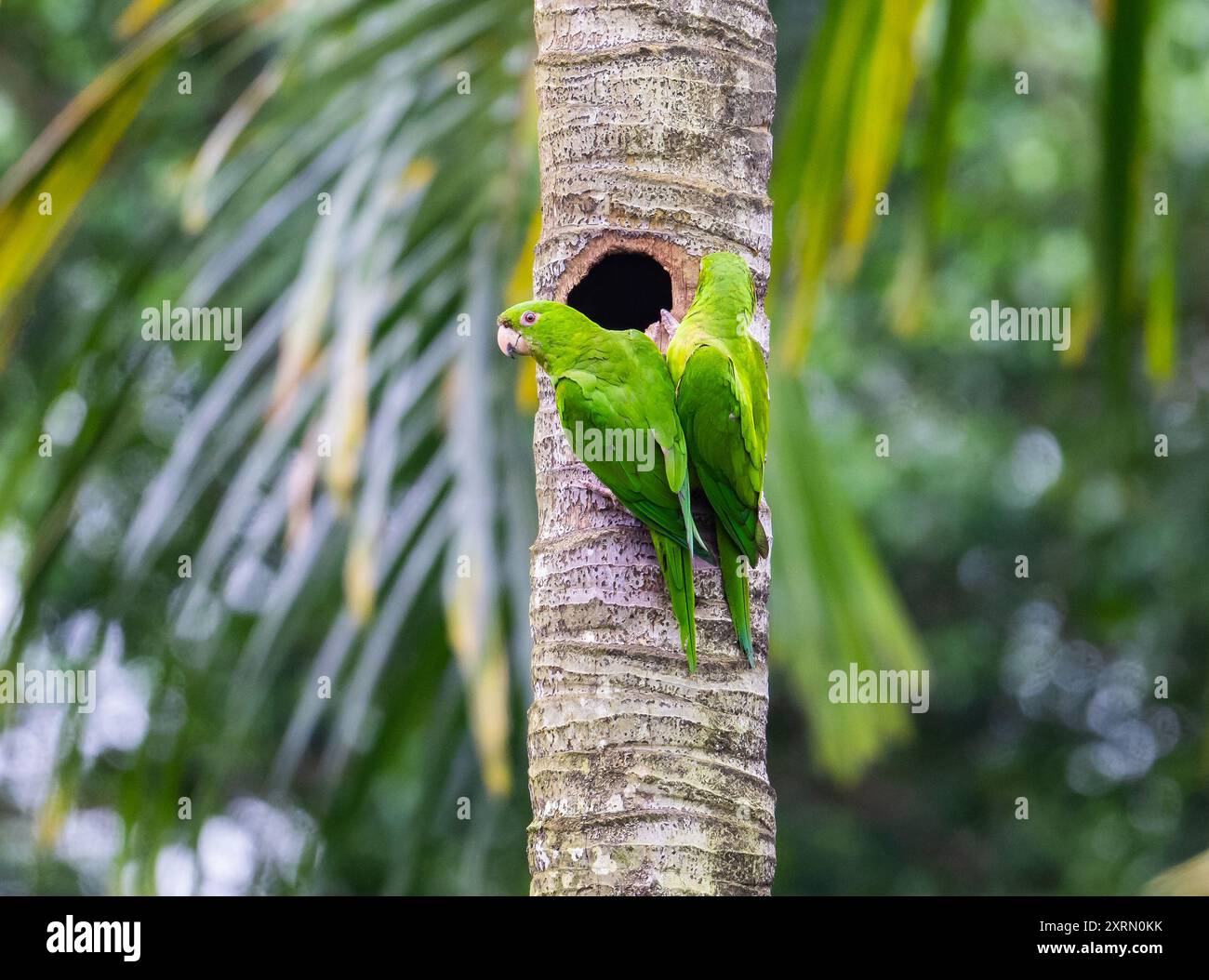 A pair Pacific Parakeets (Psittacara strenuus) at their nesting hole on ...