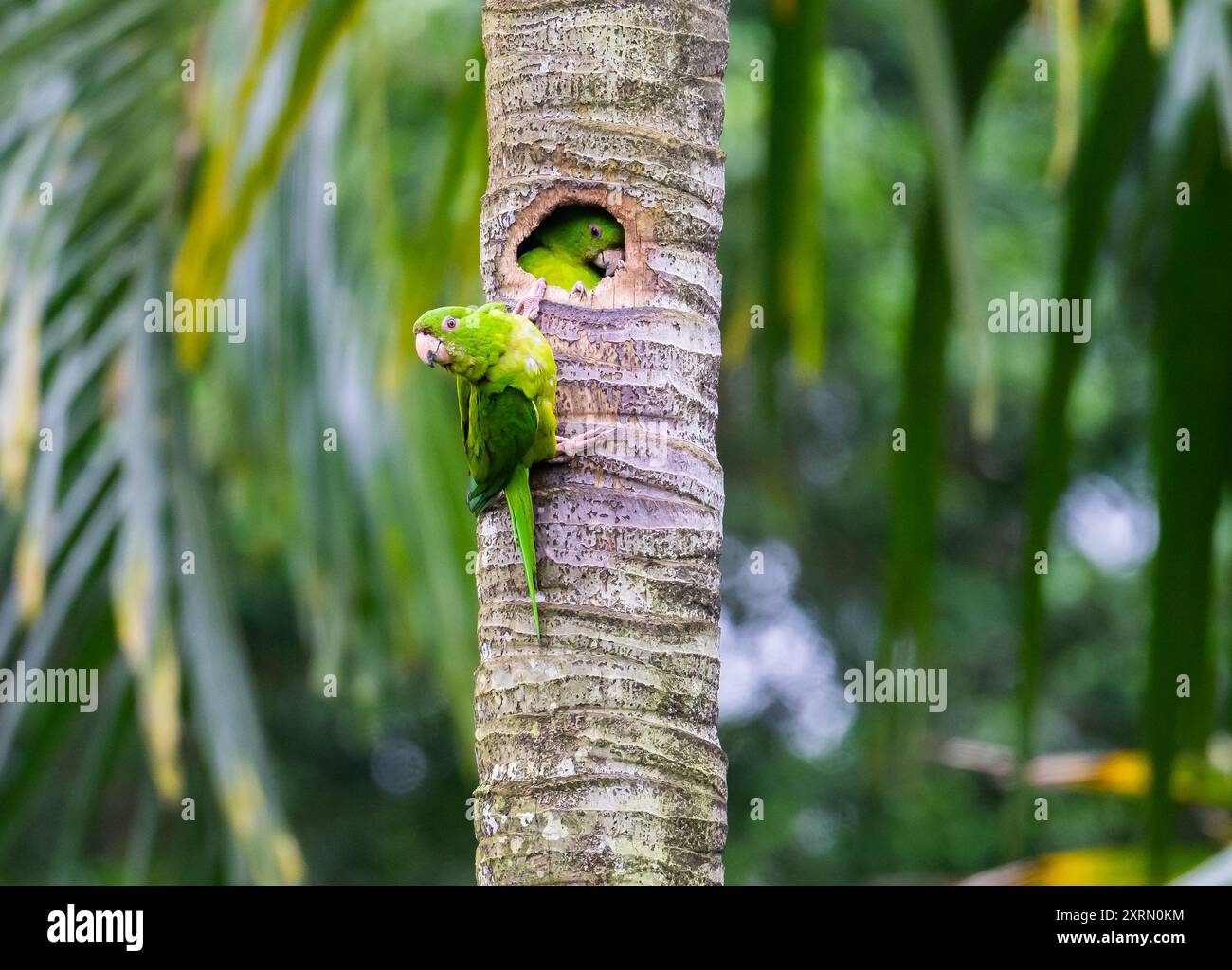 A pair Pacific Parakeets (Psittacara strenuus) at their nesting hole on ...