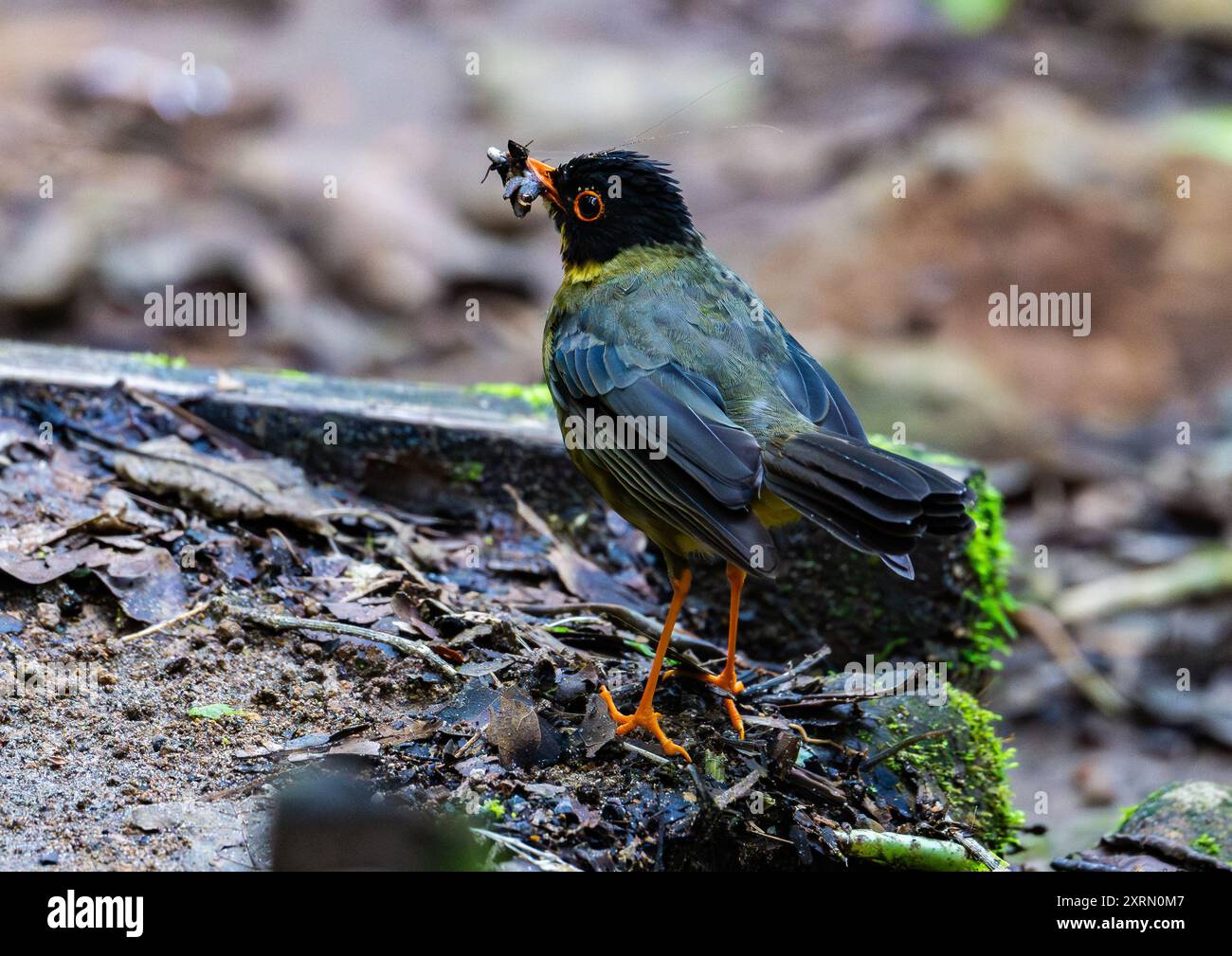 A Yellow-throated Nightingale-Thrush (Catharus dryas) catching bugs in ...