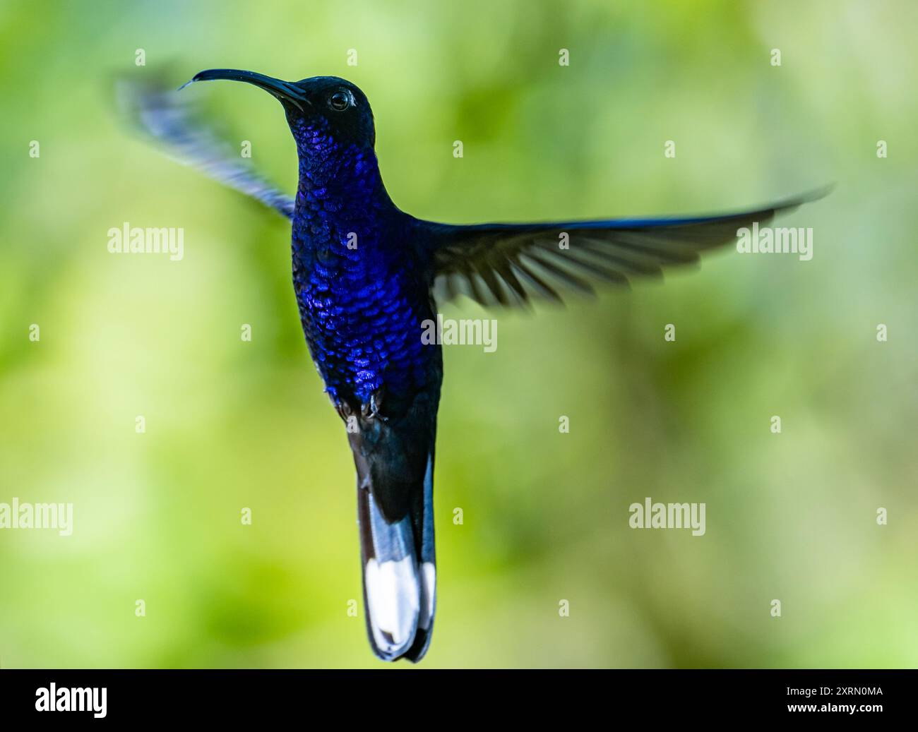 A male Violet Sabrewing (Campylopterus hemileucurus) in flight ...