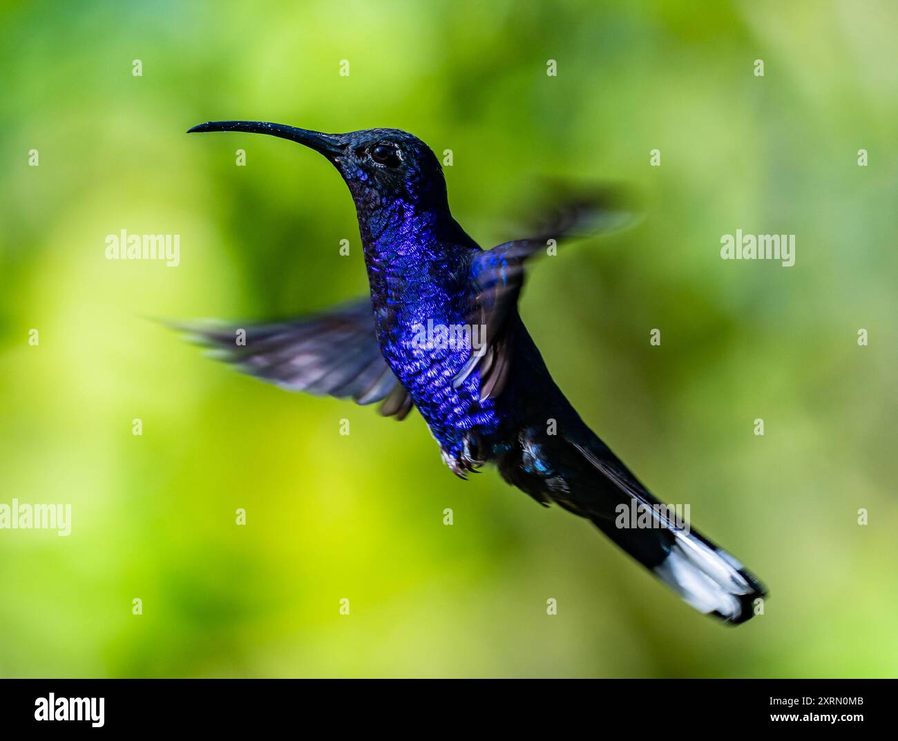 A male Violet Sabrewing (Campylopterus hemileucurus) in flight ...