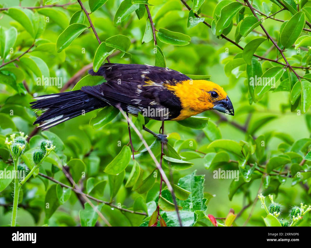 A male Yellow Grosbeak (Pheucticus chrysopeplus) foraging on bushes ...