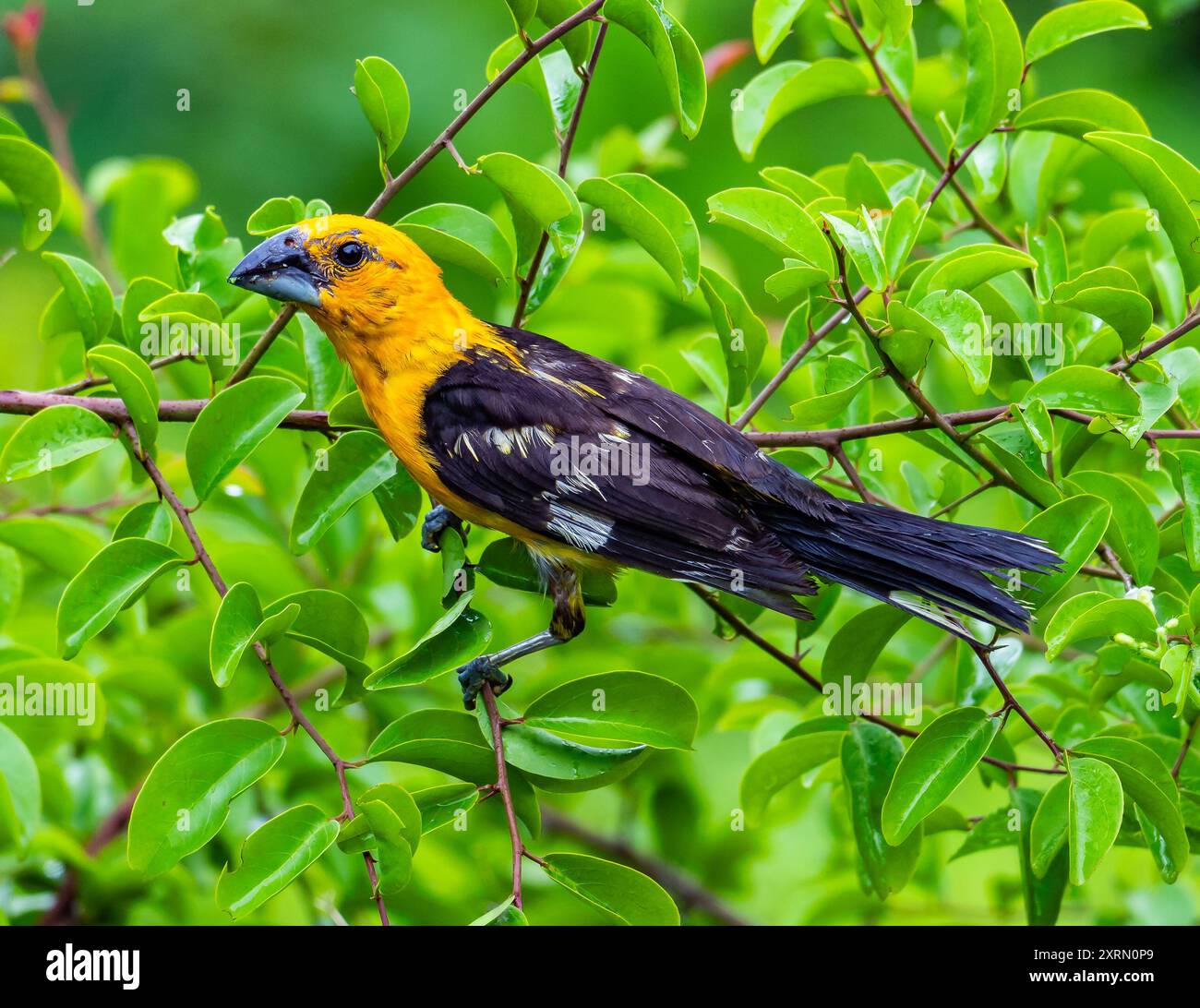 A male Yellow Grosbeak (Pheucticus chrysopeplus) foraging on bushes ...