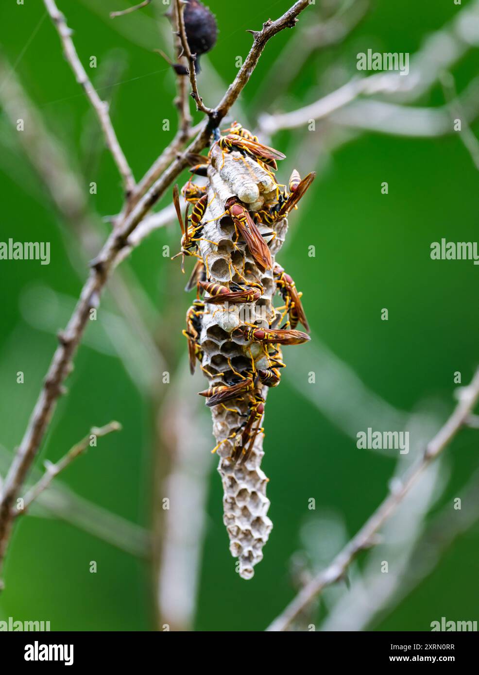 A wasp nest hanging on a branch. Guatemala Stock Photo - Alamy