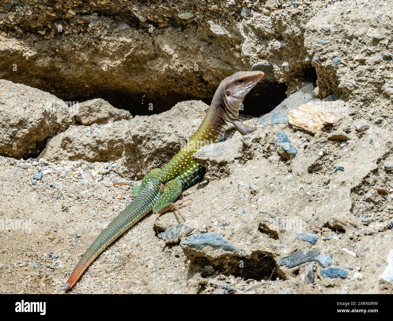 A colorful Giant Ameiva lizard (Ameiva ameiva), or Green Smeiva ...