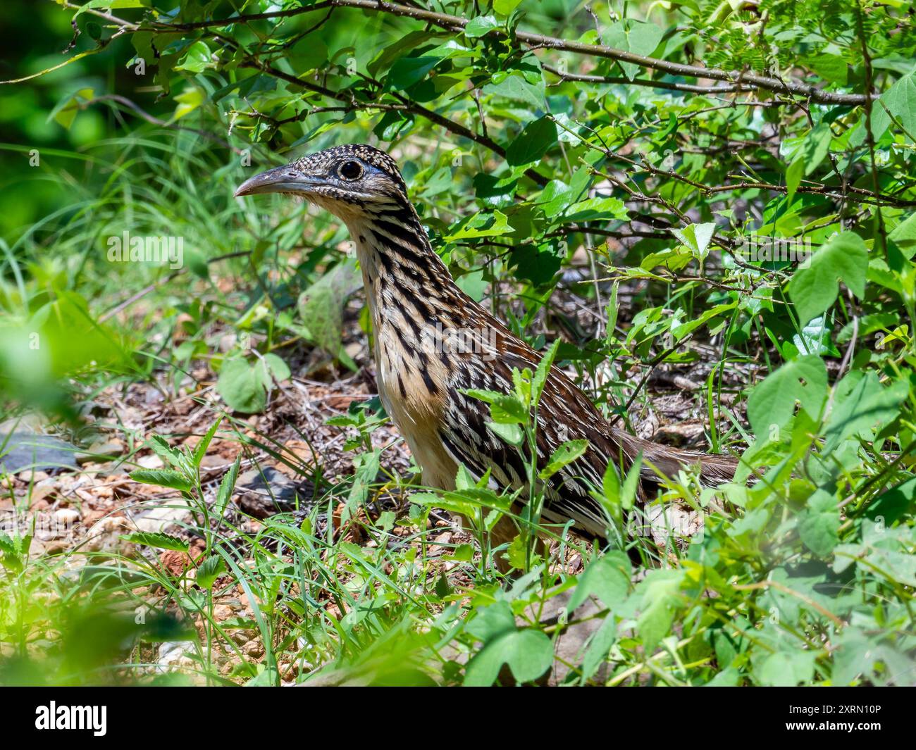 A Lesser Roadrunner (Geococcyx velox) in the bushes. Guatemala Stock ...