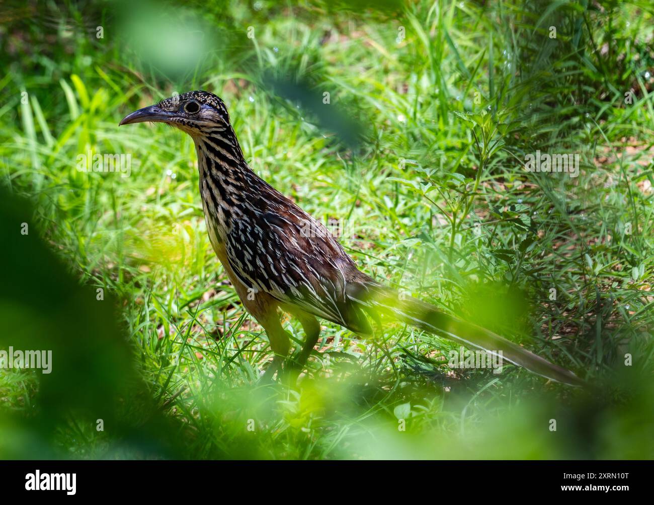 A Lesser Roadrunner (Geococcyx velox) in the bushes. Guatemala Stock ...