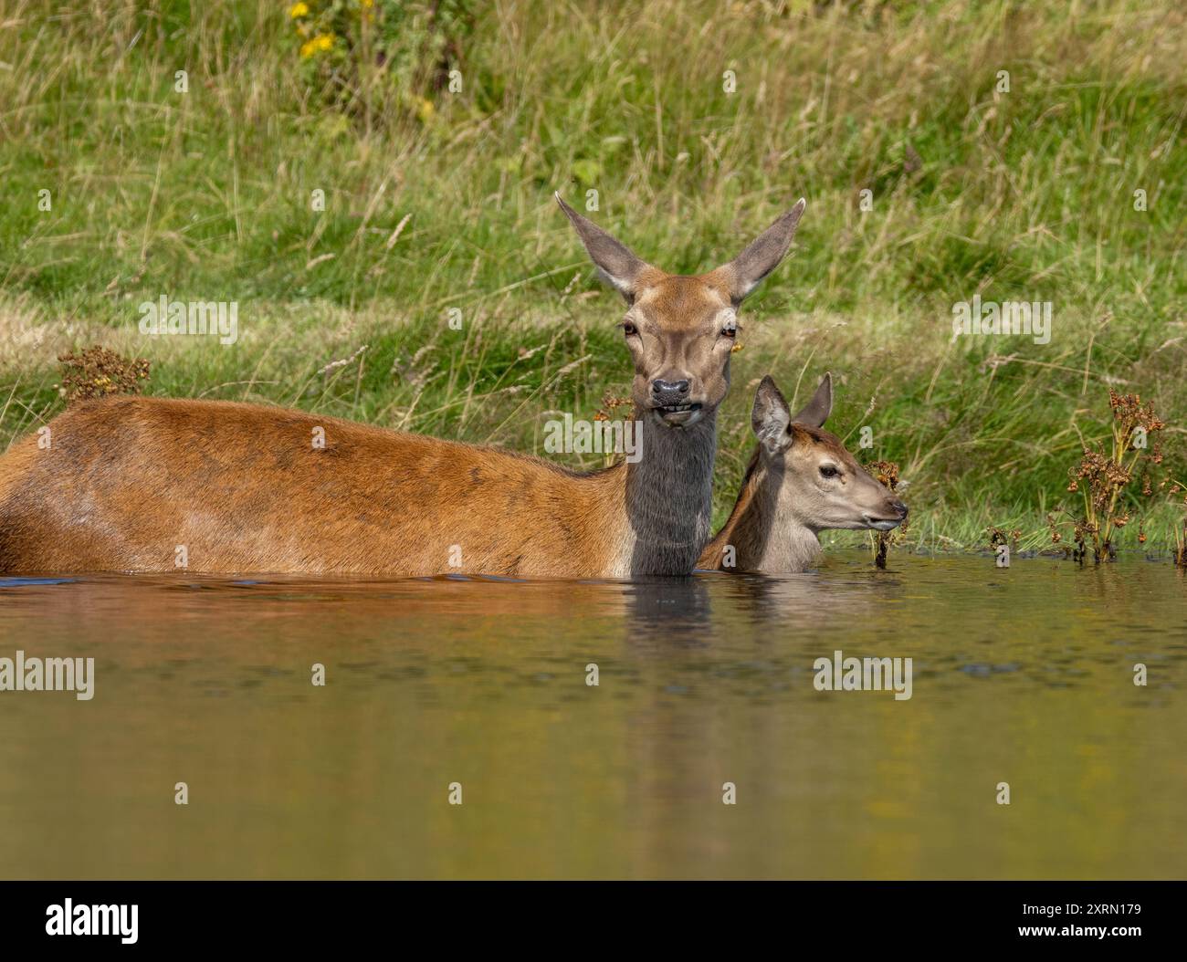 Beautiful female red deer drinking and bathing in the cool pond on a ...