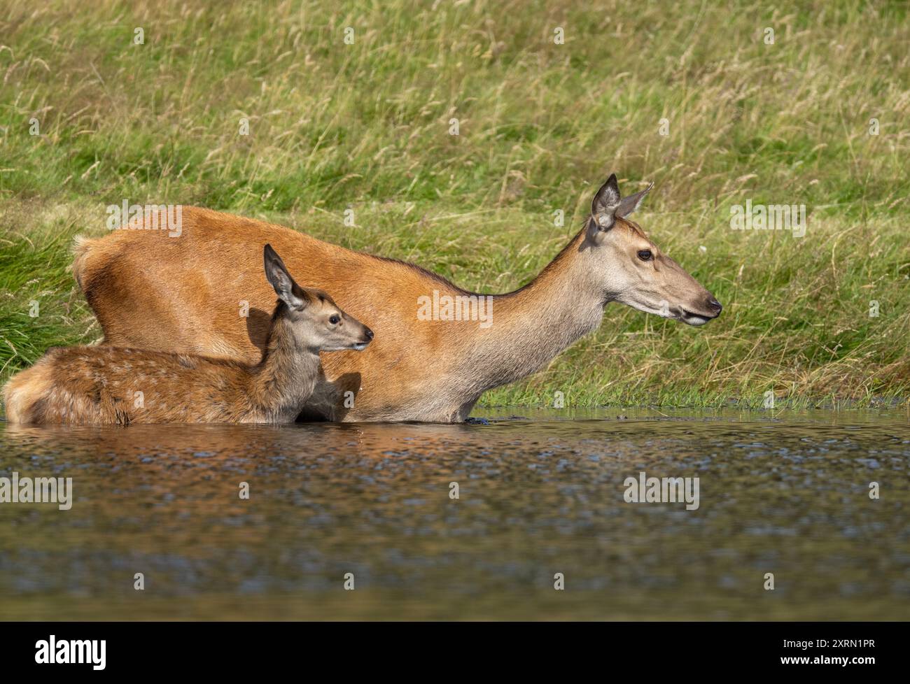 Beautiful female red deer drinking and bathing in the cool pond on a ...