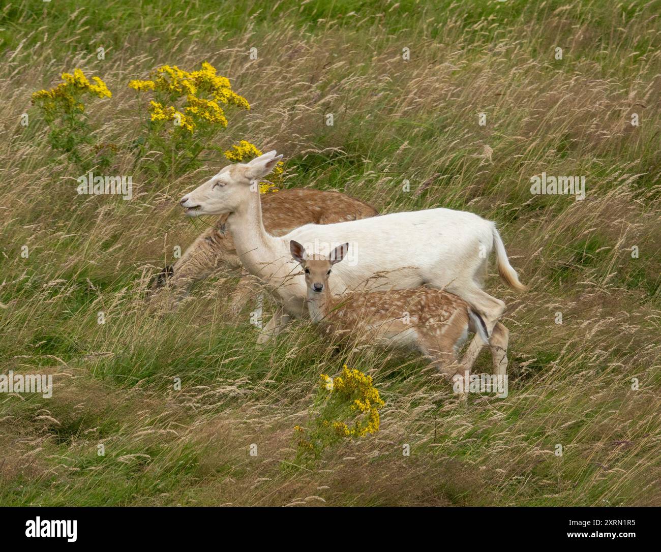 Beautiful fallow deer grazing in the meadow with yellow ragwort flowers ...