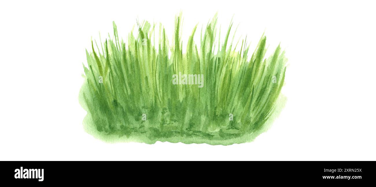 Green reed plants on Cut Out Stock Images & Pictures - Alamy