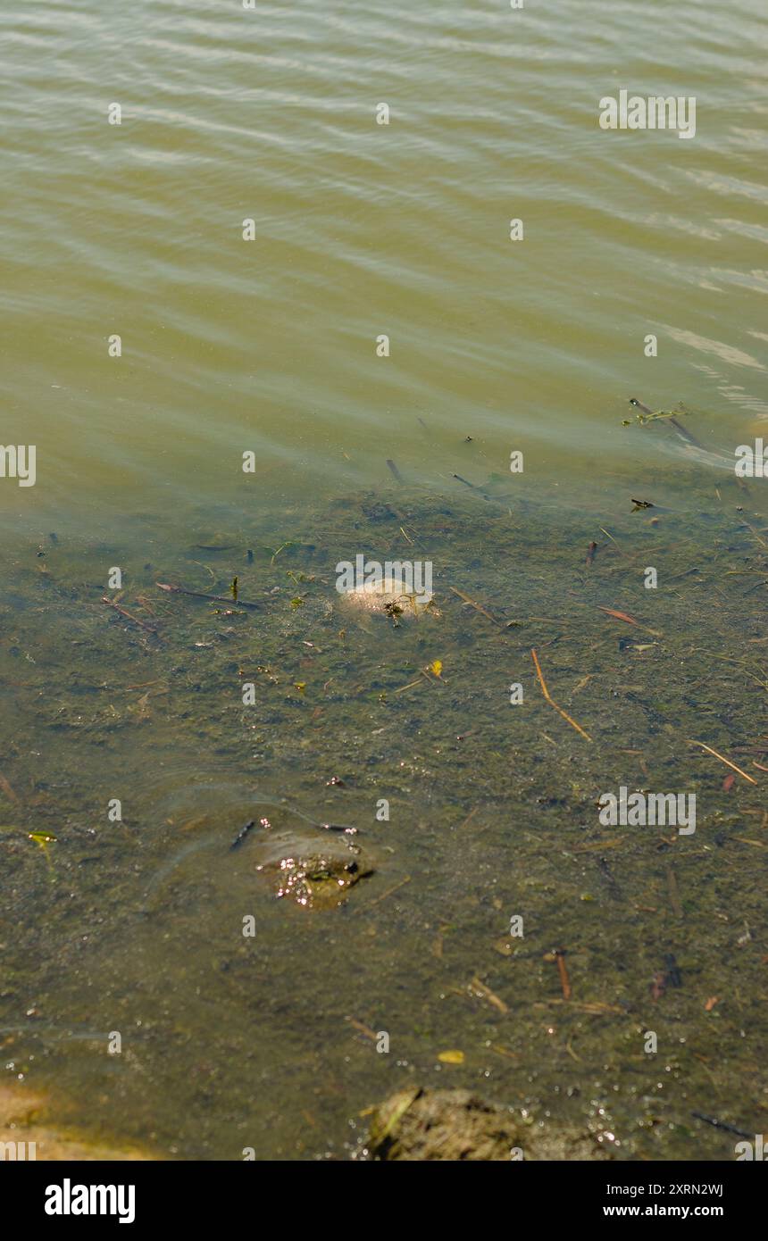 Dirty water near the shore. Ocean pollution. Mud on the surface of the ...