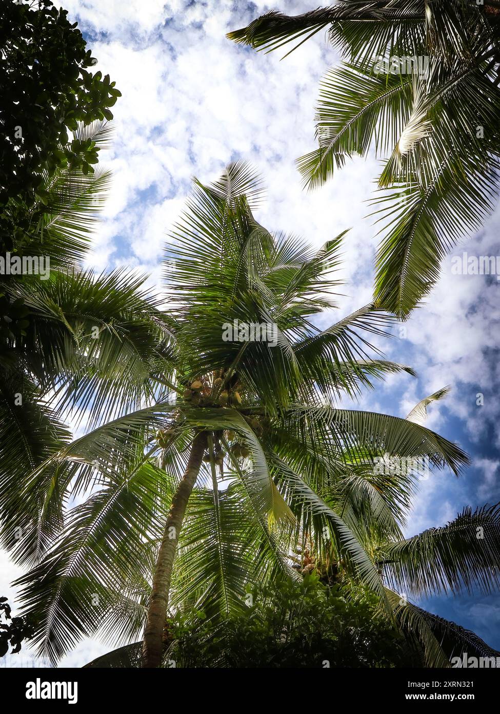 Kerala style coconut tree and leaves with beautiful sky Stock Photo - Alamy