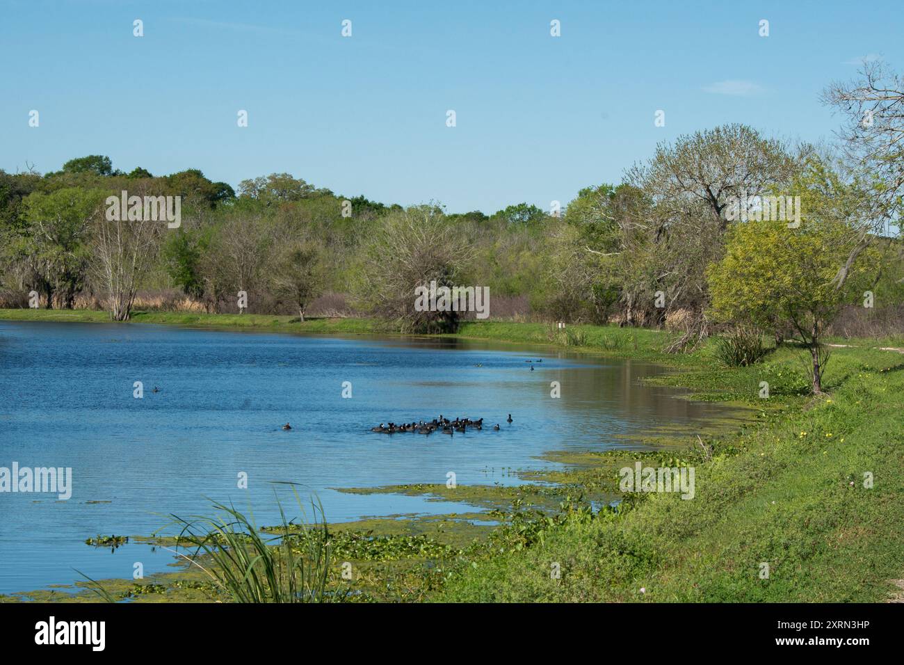 Brazos Bend State Park, Texas Stock Photo - Alamy