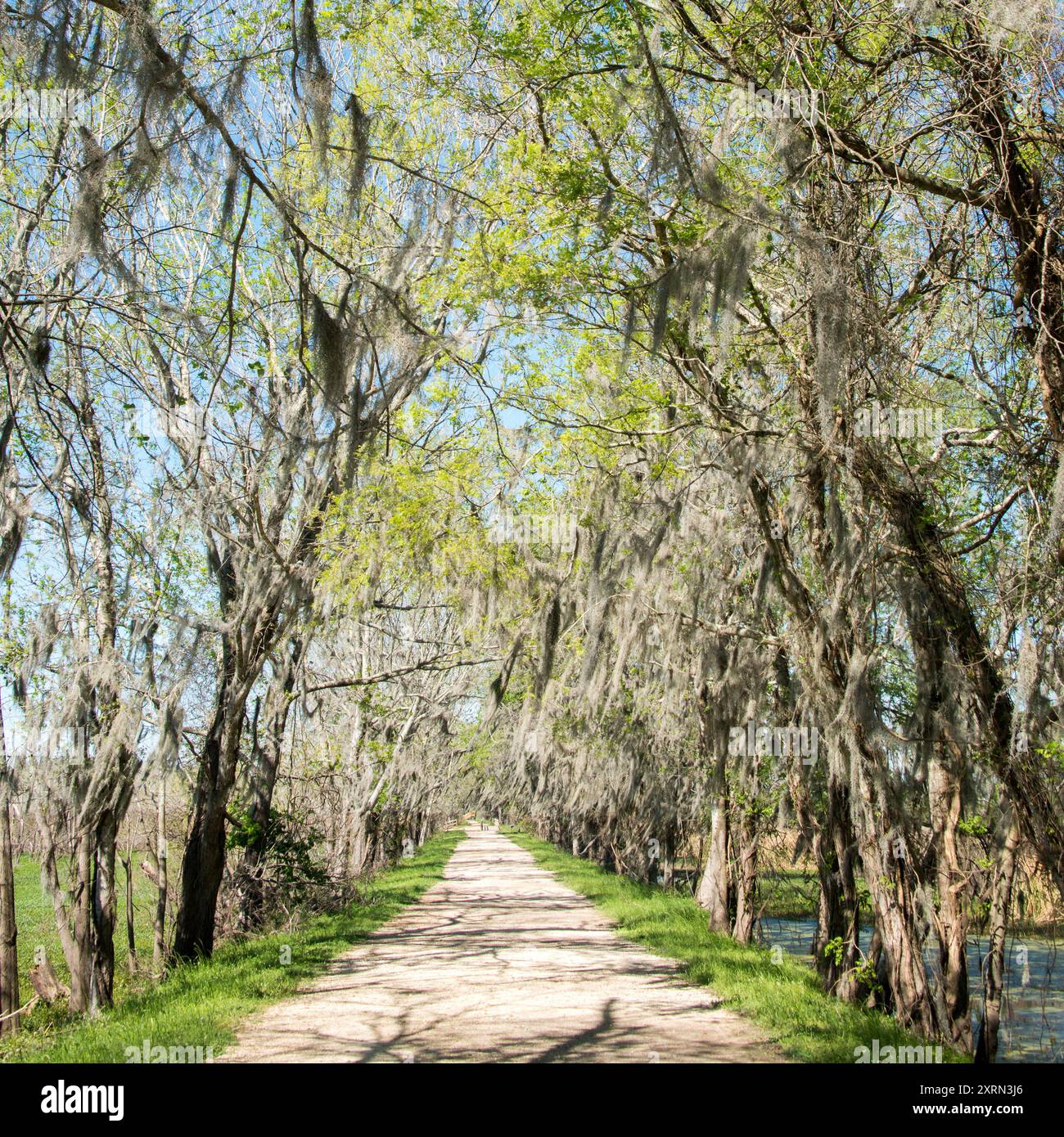 Brazos Bend State Park, Texas Stock Photo - Alamy