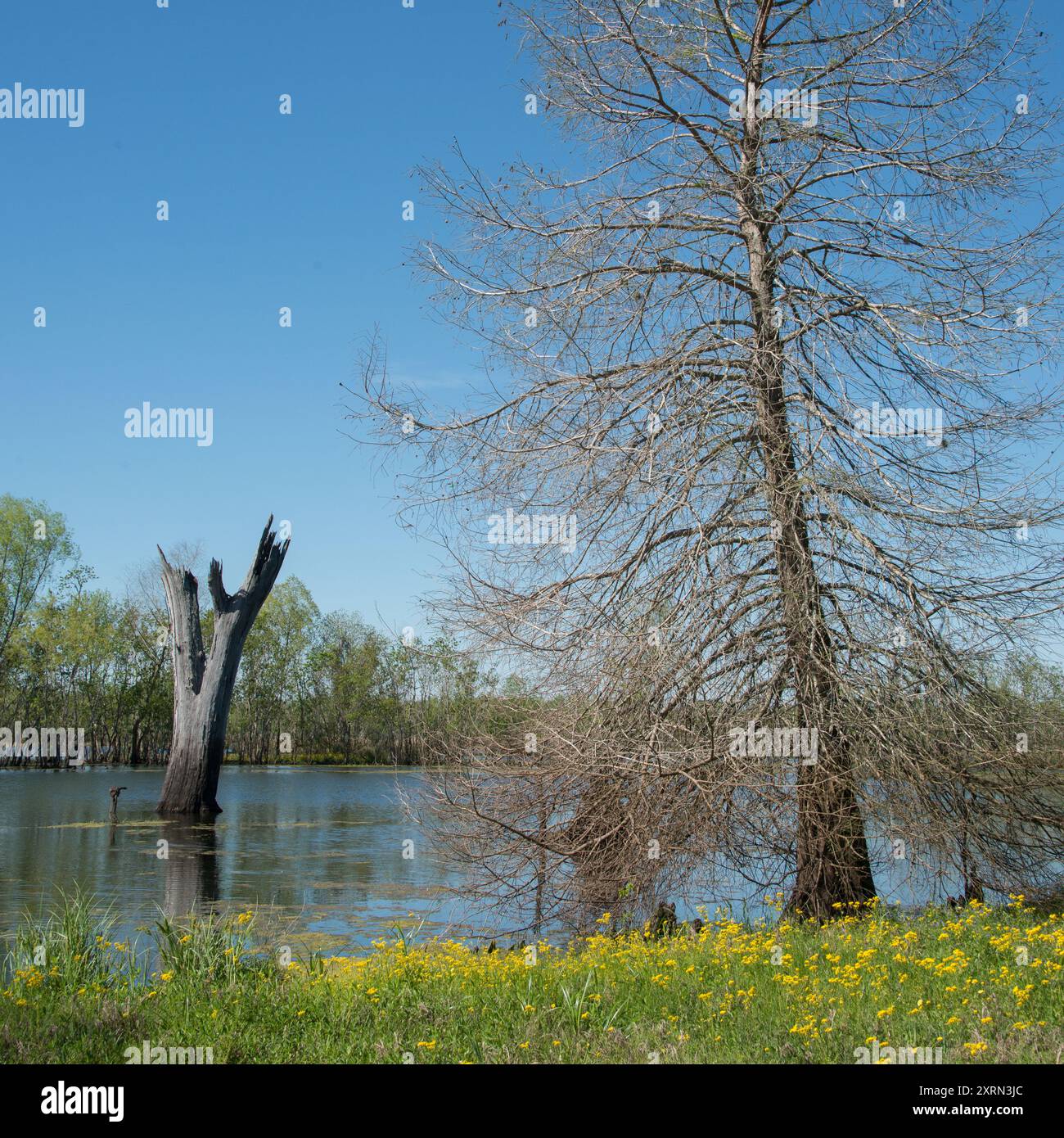 Brazos Bend State Park, Texas Stock Photo - Alamy