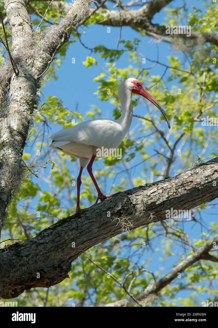 Ibis at Brazos Bend State Park, Texas Stock Photo - Alamy