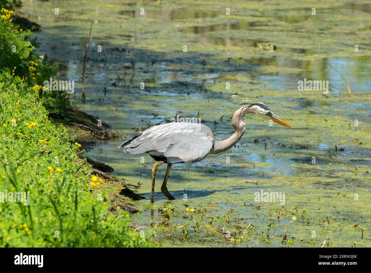 Great Blue Heron at Brazos Bend State Park, Texas Stock Photo - Alamy