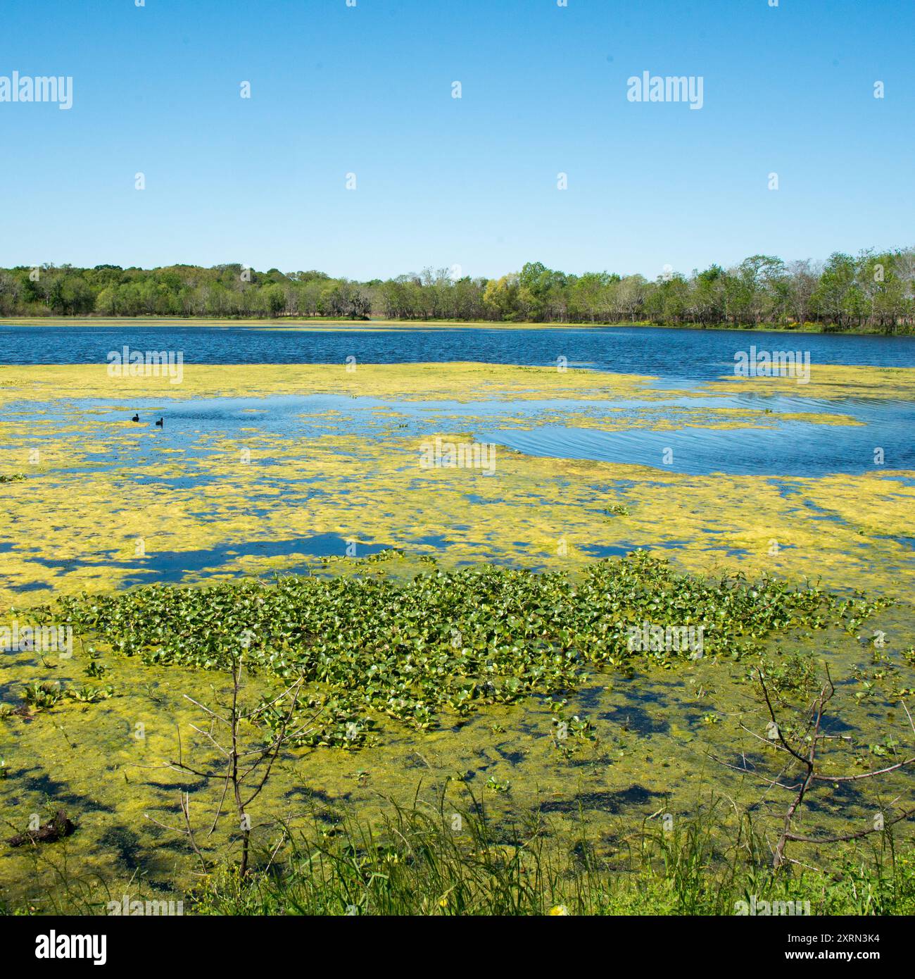Brazos Bend State Park, Texas Stock Photo - Alamy