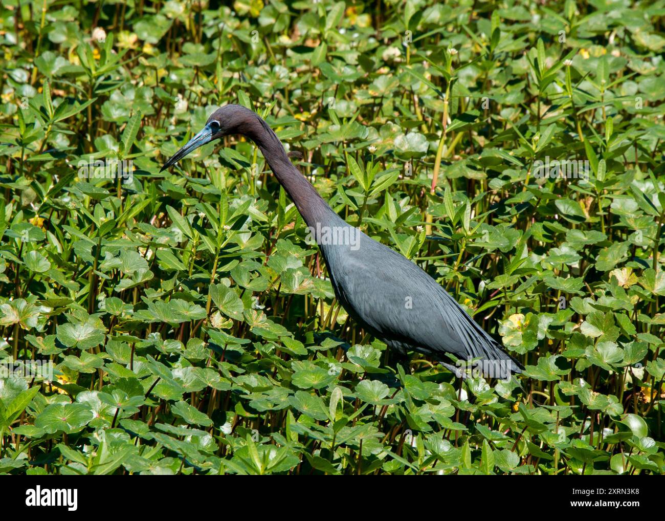 Little blue heron at Brazos Bend State Park, Texas Stock Photo - Alamy