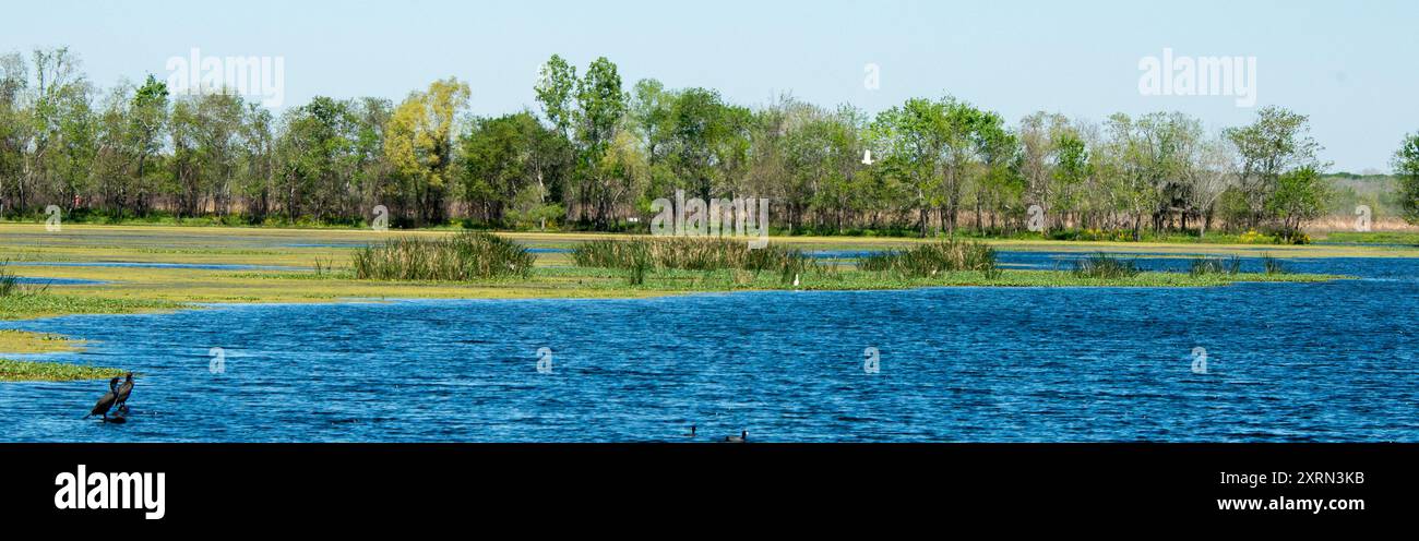 Brazos Bend State Park, Texas Stock Photo - Alamy
