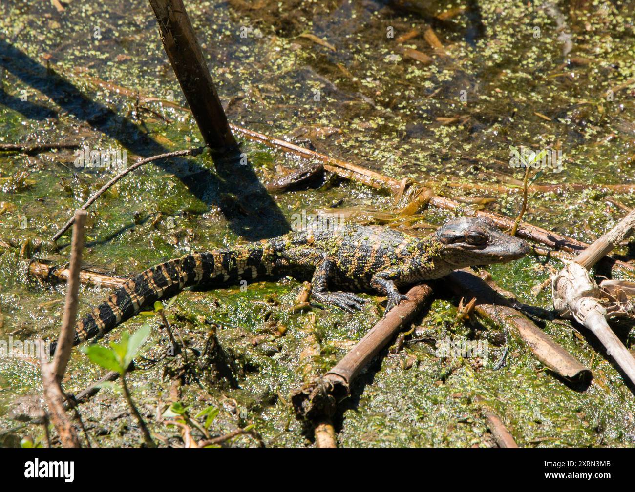Reptile young hi-res stock photography and images - Alamy