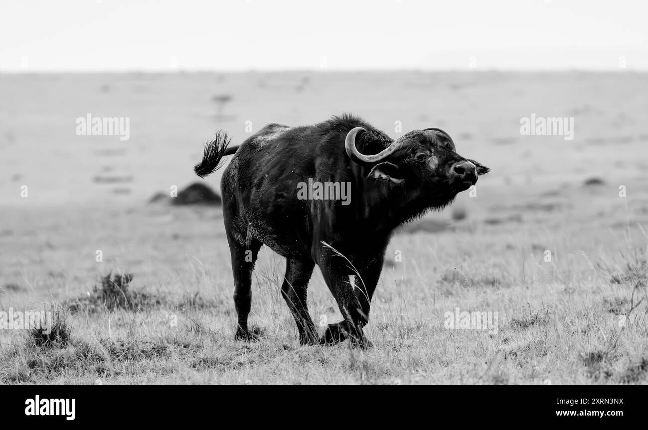 Male east african buffalo Black and White Stock Photos & Images - Alamy