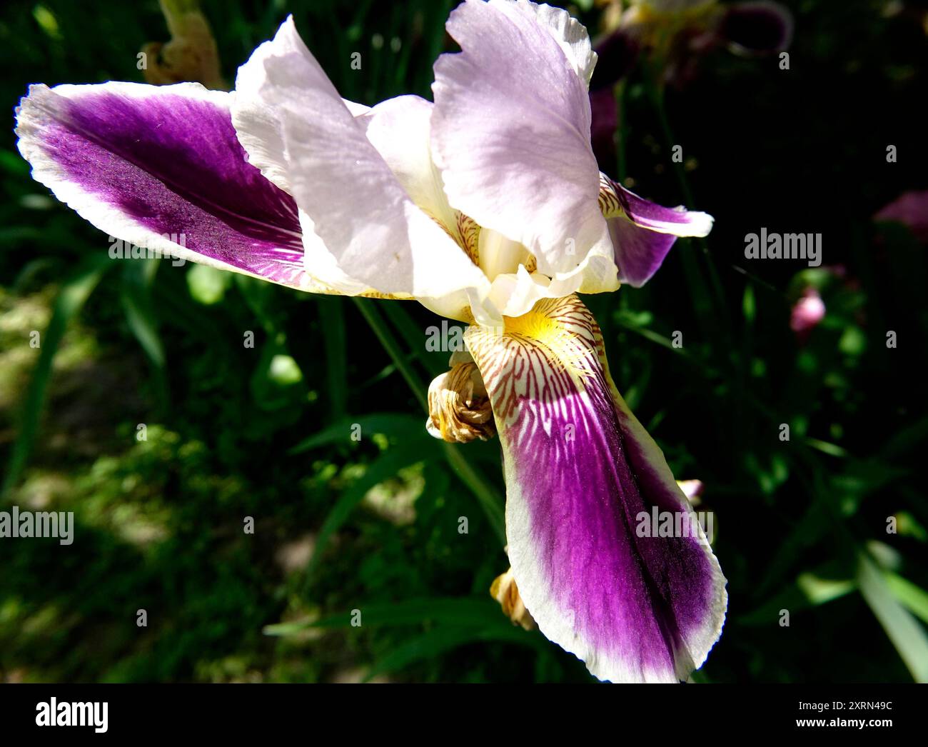 Iris flower showcases hi-res stock photography and images - Alamy