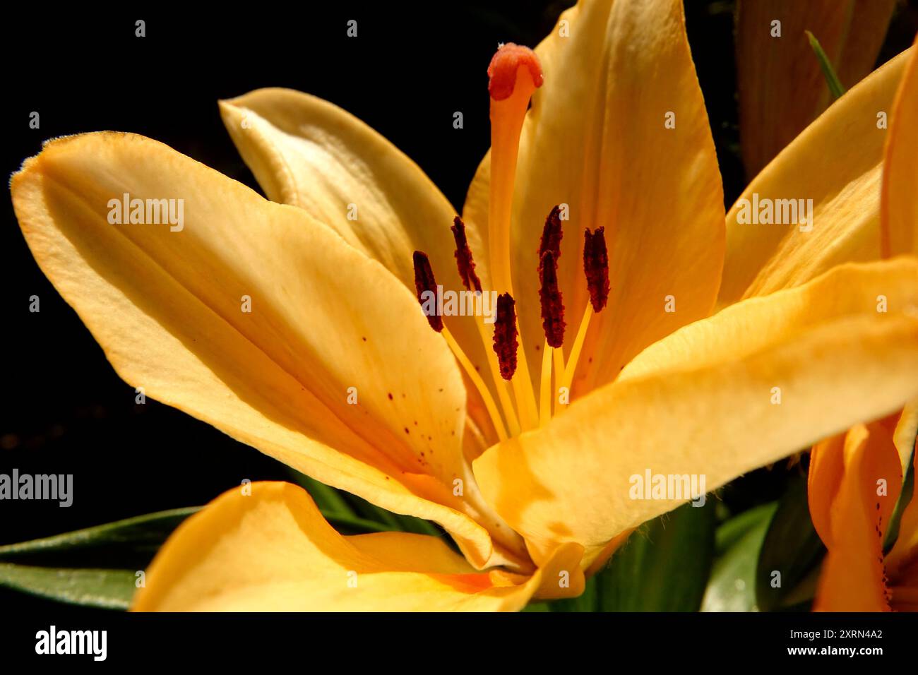 A vibrant orange lily displays its petals and stamens, catching ...