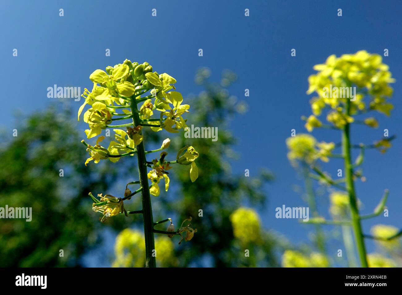 Vibrant blue flowers emerge hi-res stock photography and images - Alamy