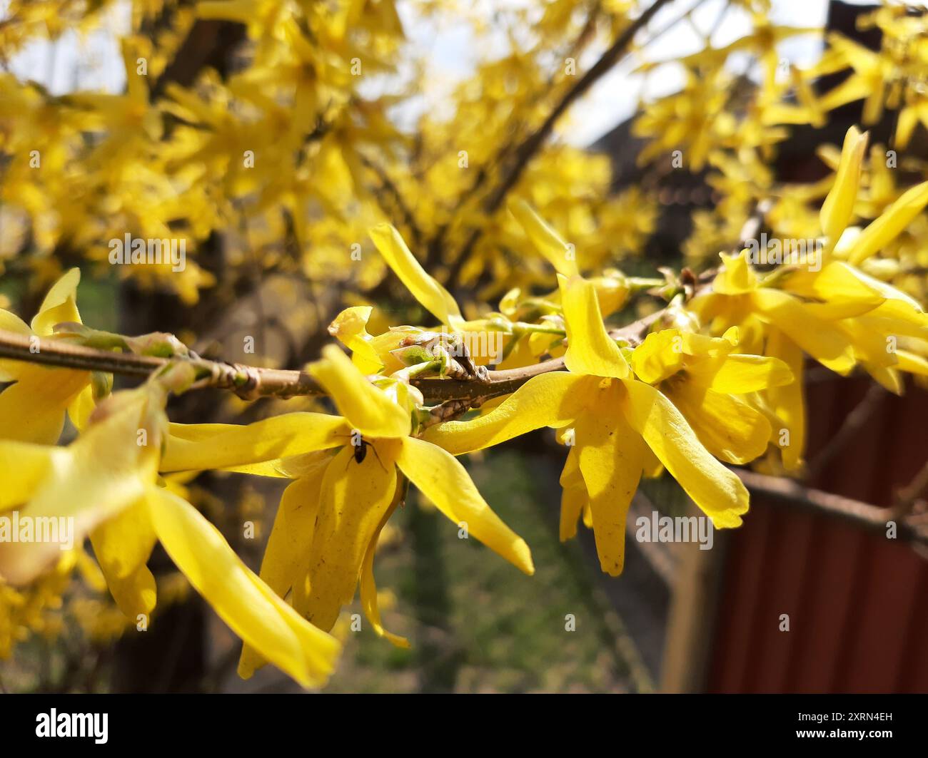 Showcasing four petals hi-res stock photography and images - Alamy