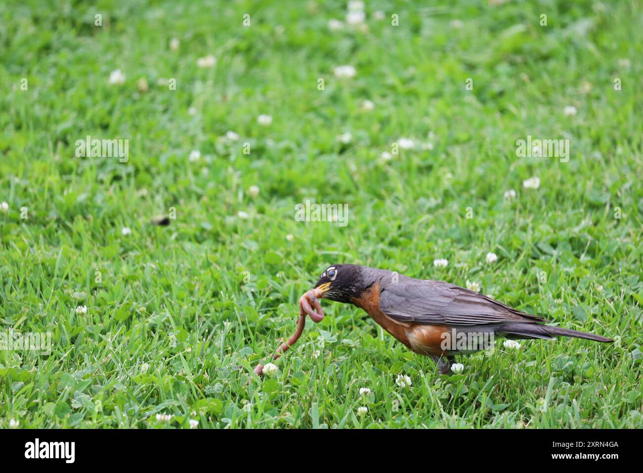 Image of an American Robin pulling a worm from the ground Stock Photo ...