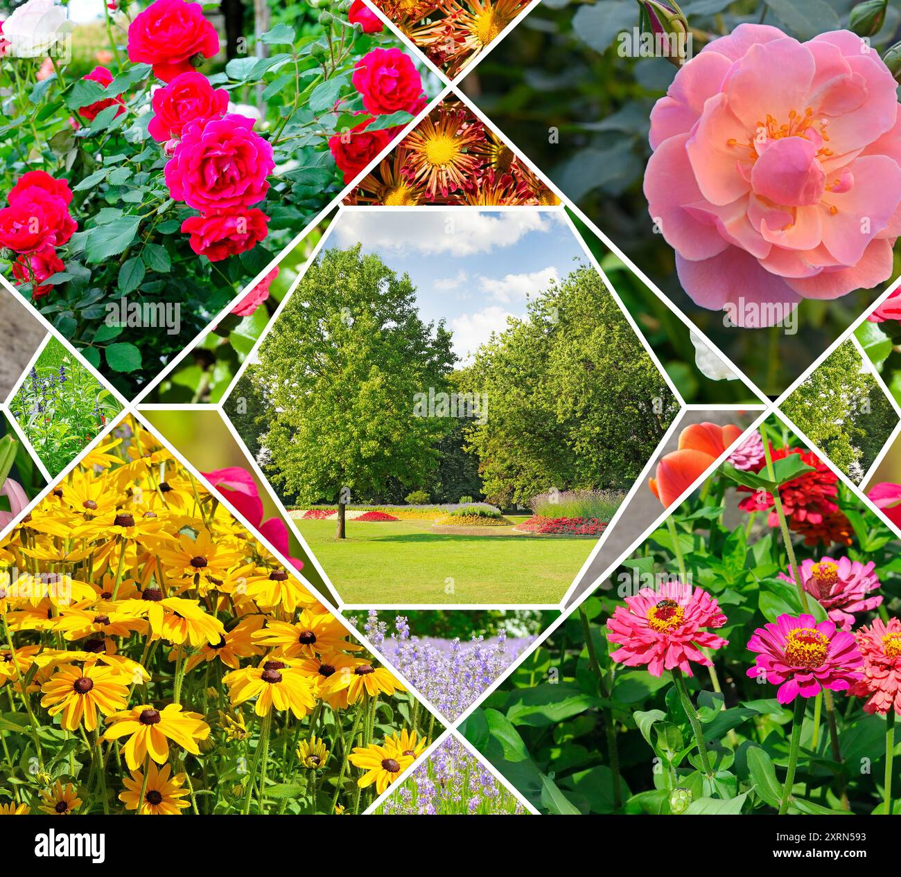 Colorful collage of flowers and garden Stock Photo - Alamy