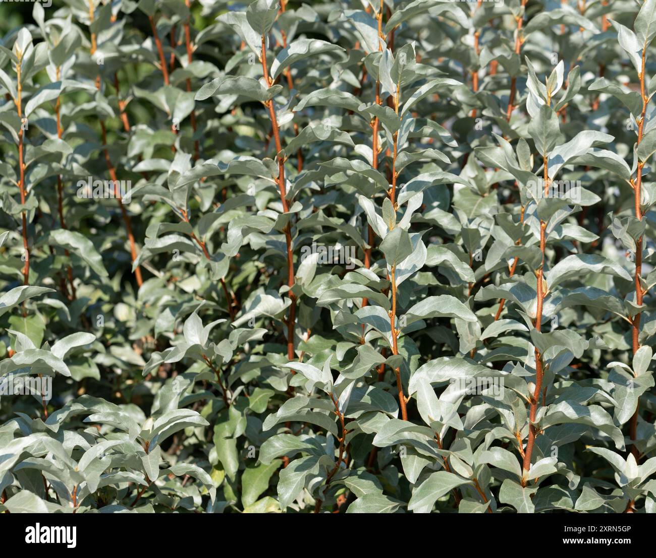 Beautiful ornamental shrub with silver leaves. Silverberry, rabbitberry ...