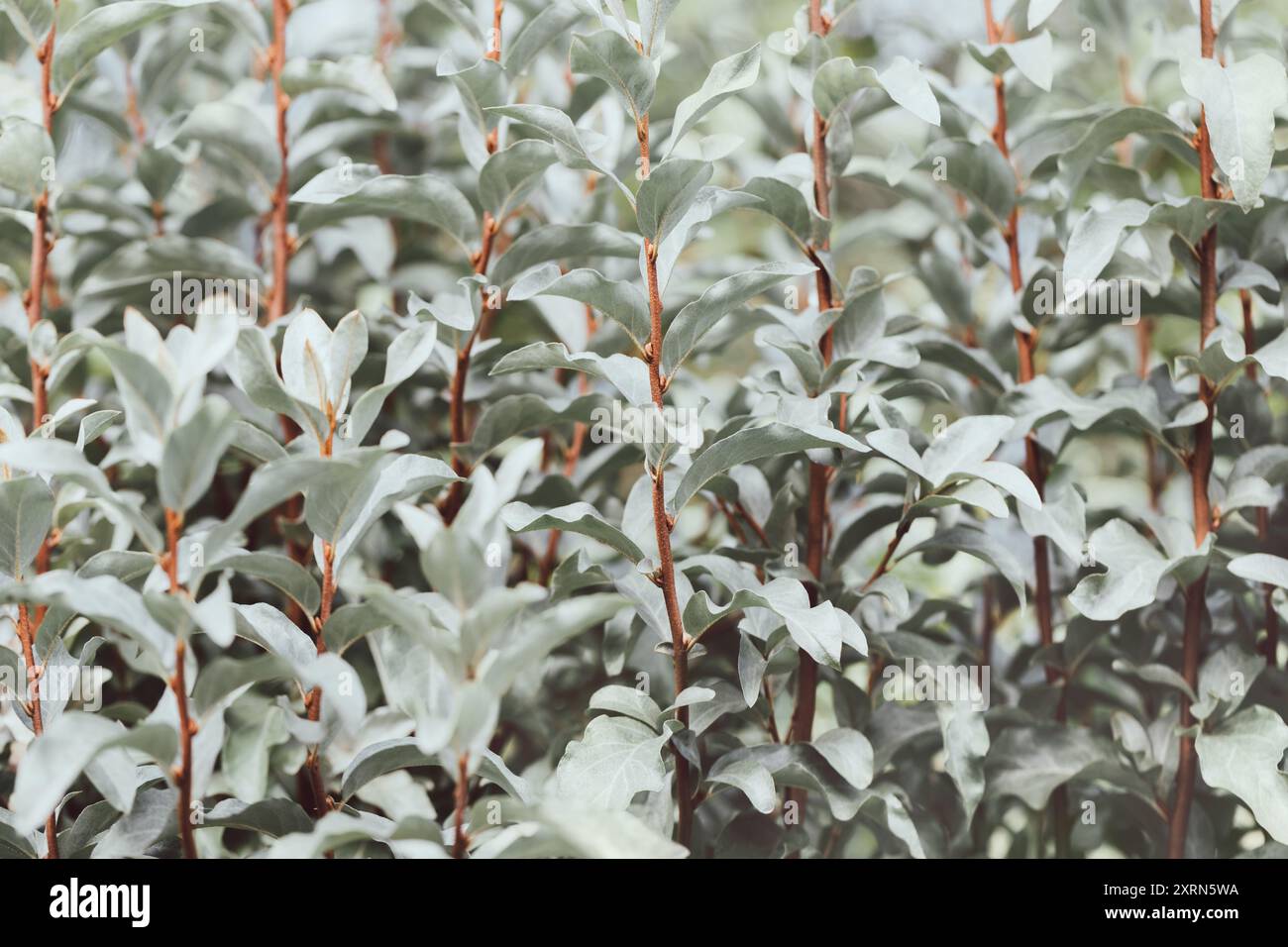 Beautiful silver leaf background or texture. Silverberry, rabbitberry ...