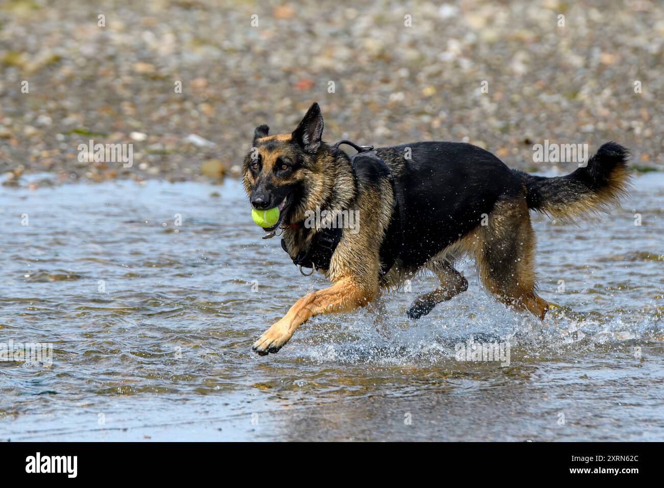 A German Shepherd runs through a shallow brook with a tennis ball in ...