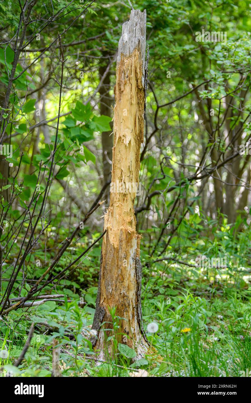A dead tree trunk that was chewed up by an animal, possibly a beaver ...