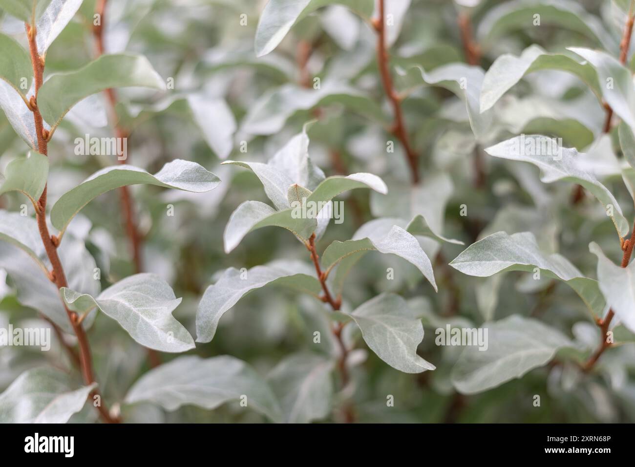 Elaeagnus commutata, silverberry, rabbitberry silver leaves close up ...