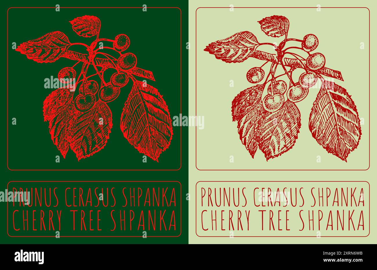 Vector drawing PRUNUS CERASUS SHPANKA. Hand drawn illustration. Latin ...