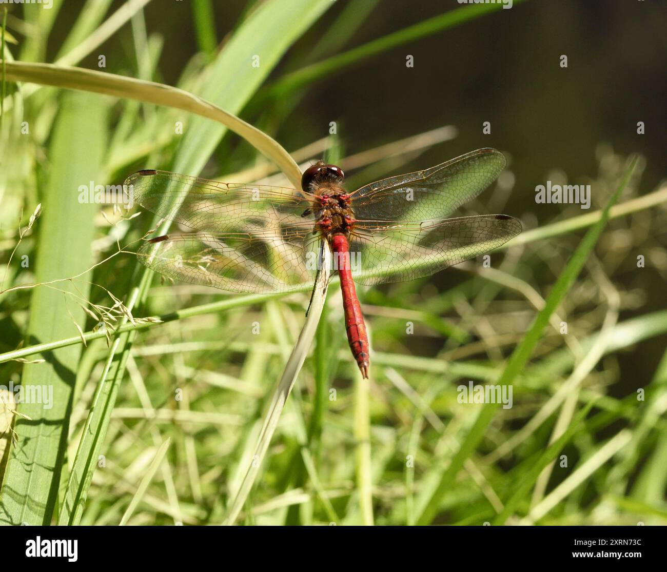 Dragonfly sympetrum sanguineum on spring hi-res stock photography and ...