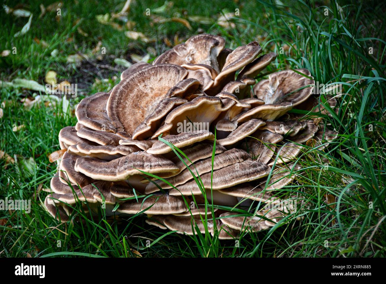 Orange polypore mould hi-res stock photography and images - Alamy