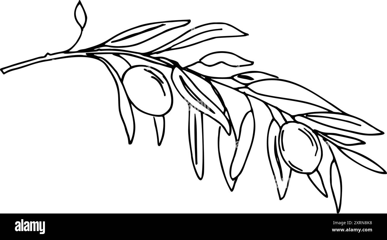 Olive Branch with Olives isolated on white background. Hand drawn ...